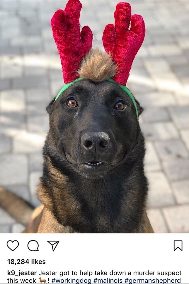 🎄Grumpy Husky & Holiday POV🎄 - Blogs & Forums