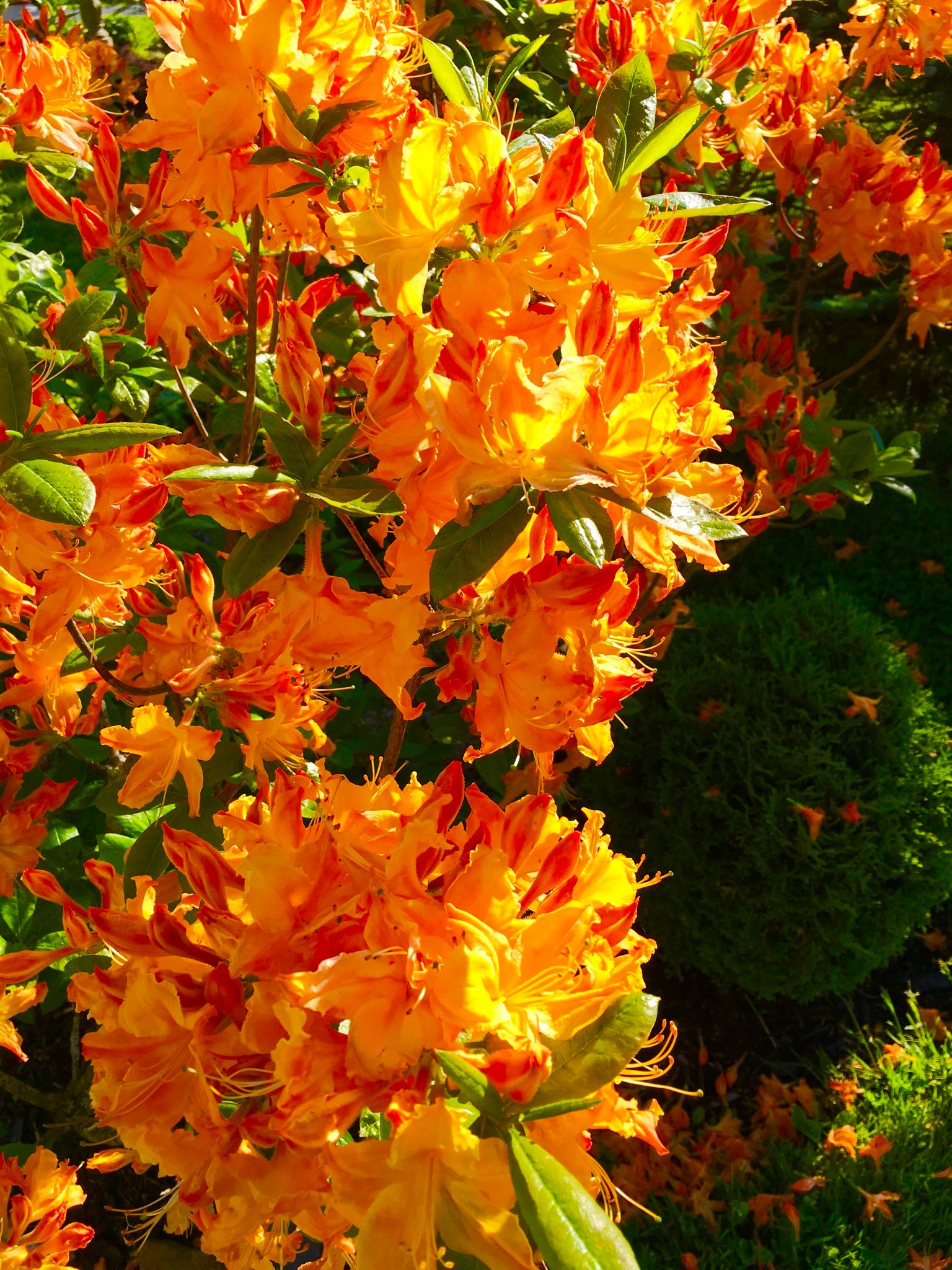 Northern Lights Azalea - Blogs & Forums