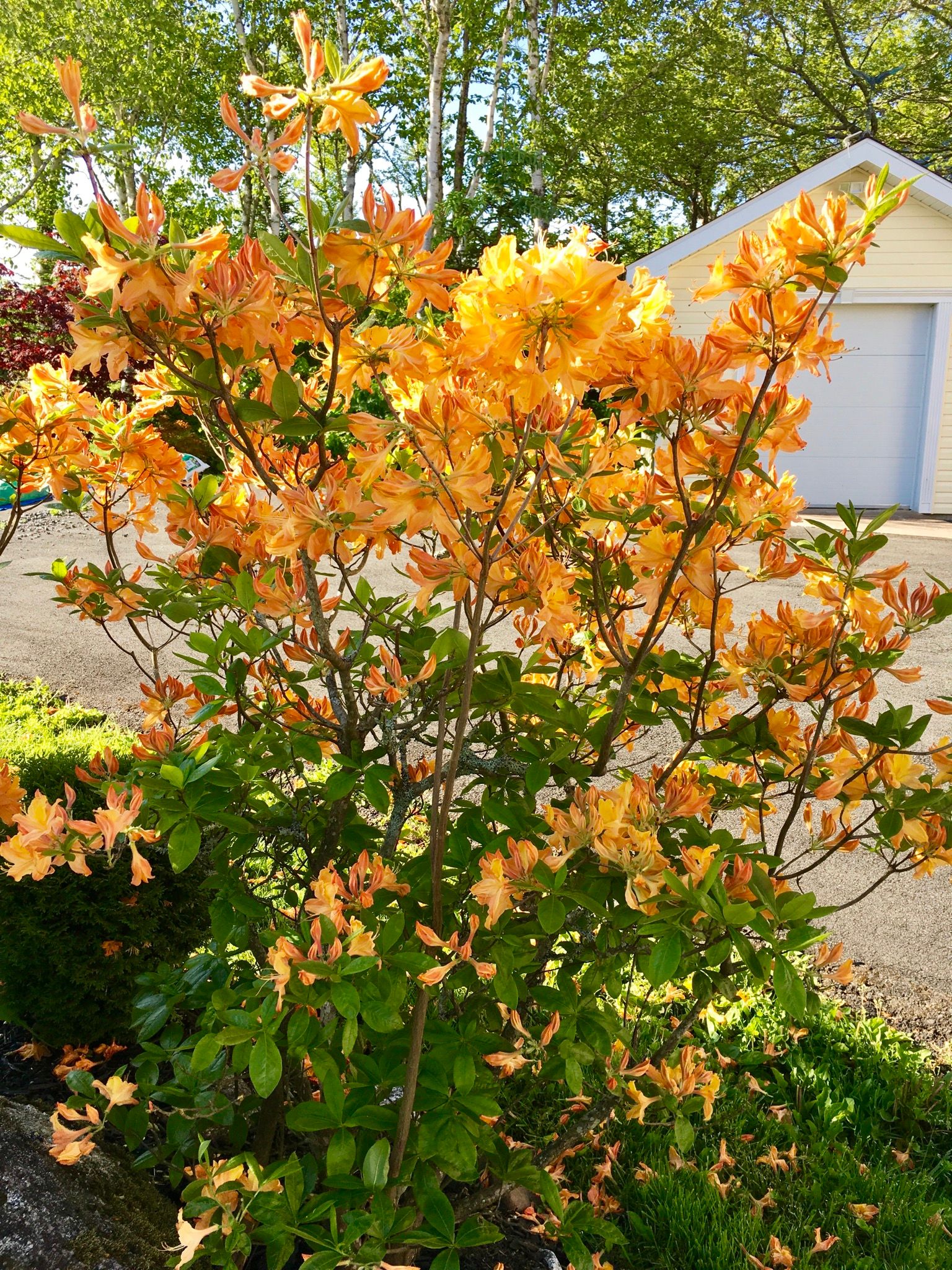 Northern Lights Azalea - Blogs & Forums