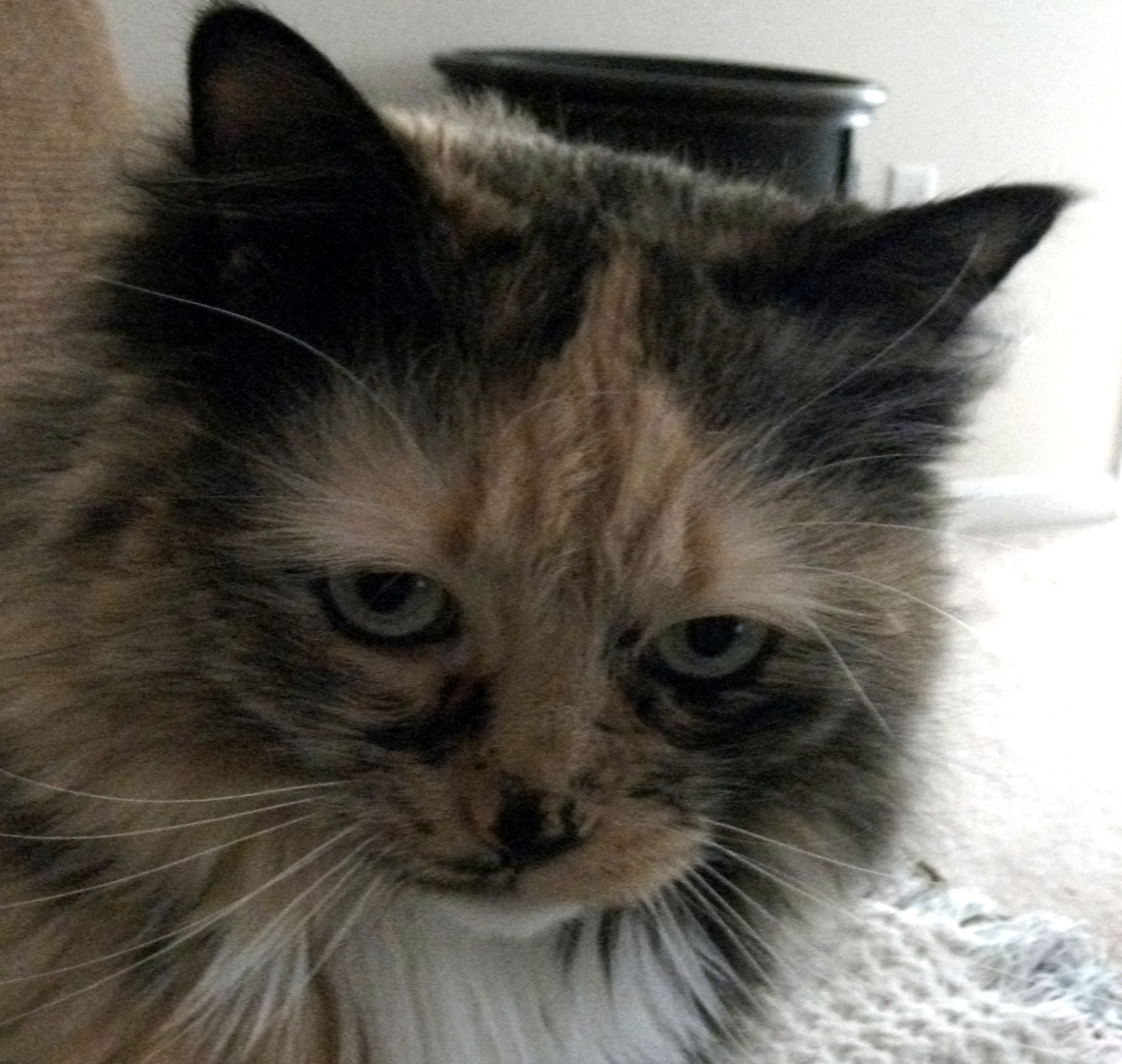 That Schmoo, he is one tough kitty fighter -- 2.0 - Page 1,184 - Blogs ...