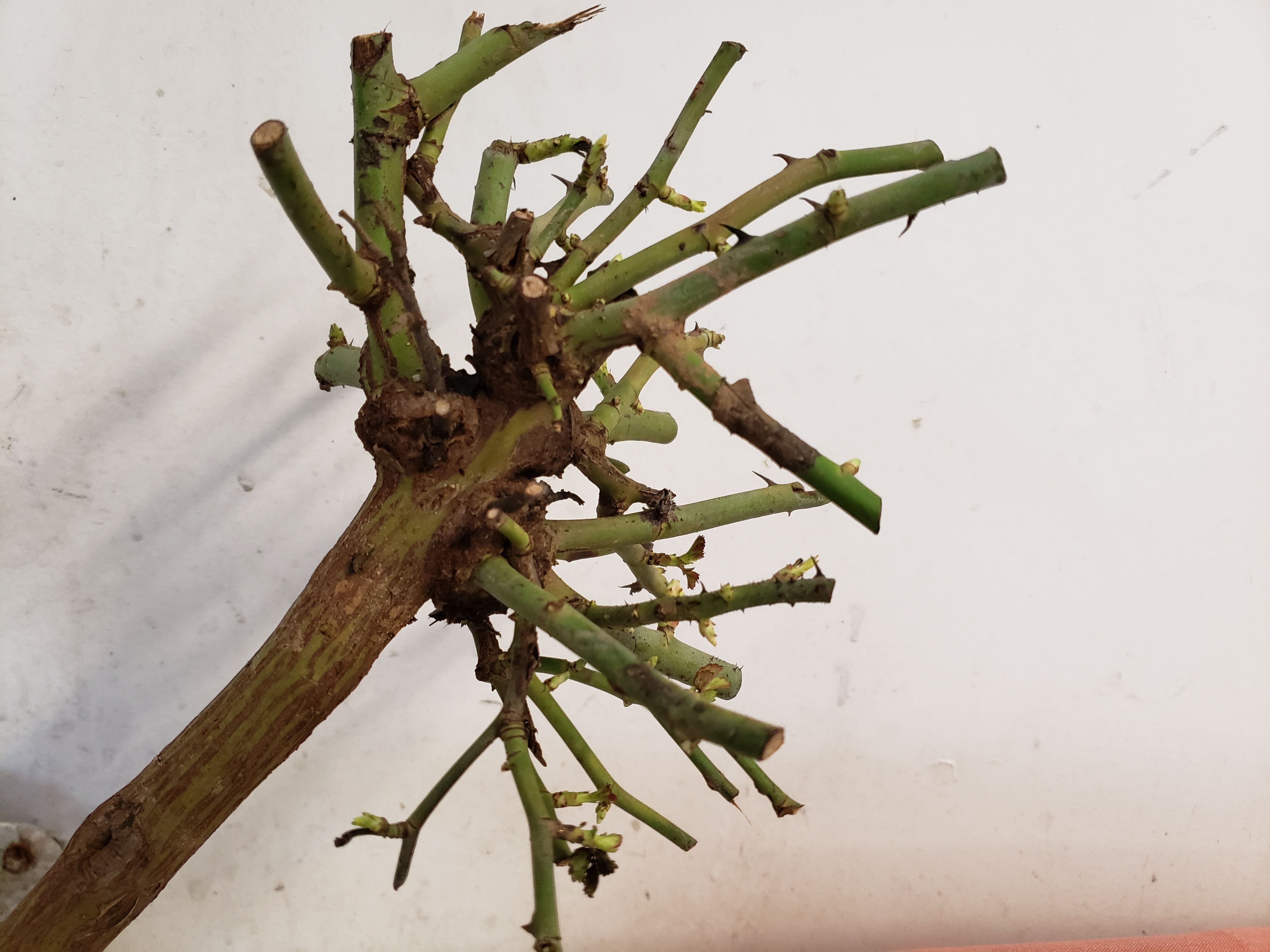 Cottage Farms Rose Tree question - Blogs & Forums