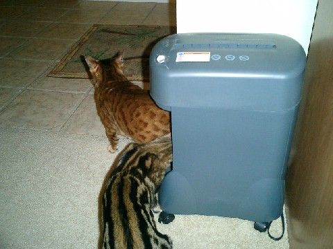 How paper shredders REALLY work (humor) - Blogs & Forums