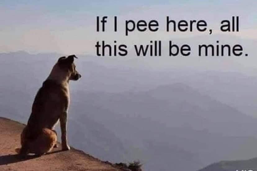 Let’s post some lighthearted, funny memes, YouTube... - Page 285 ...