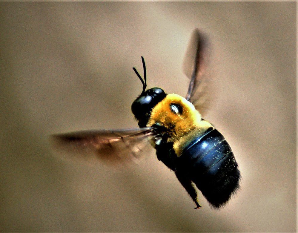 Black hornets or Bees , not sure ?? - Blogs & Forums