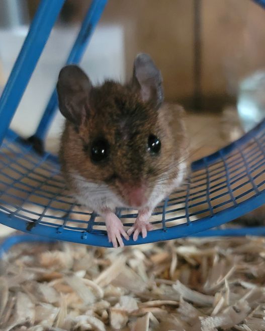 Meet A Brave Little Fella Named "Stumpy" - Blogs & Forums