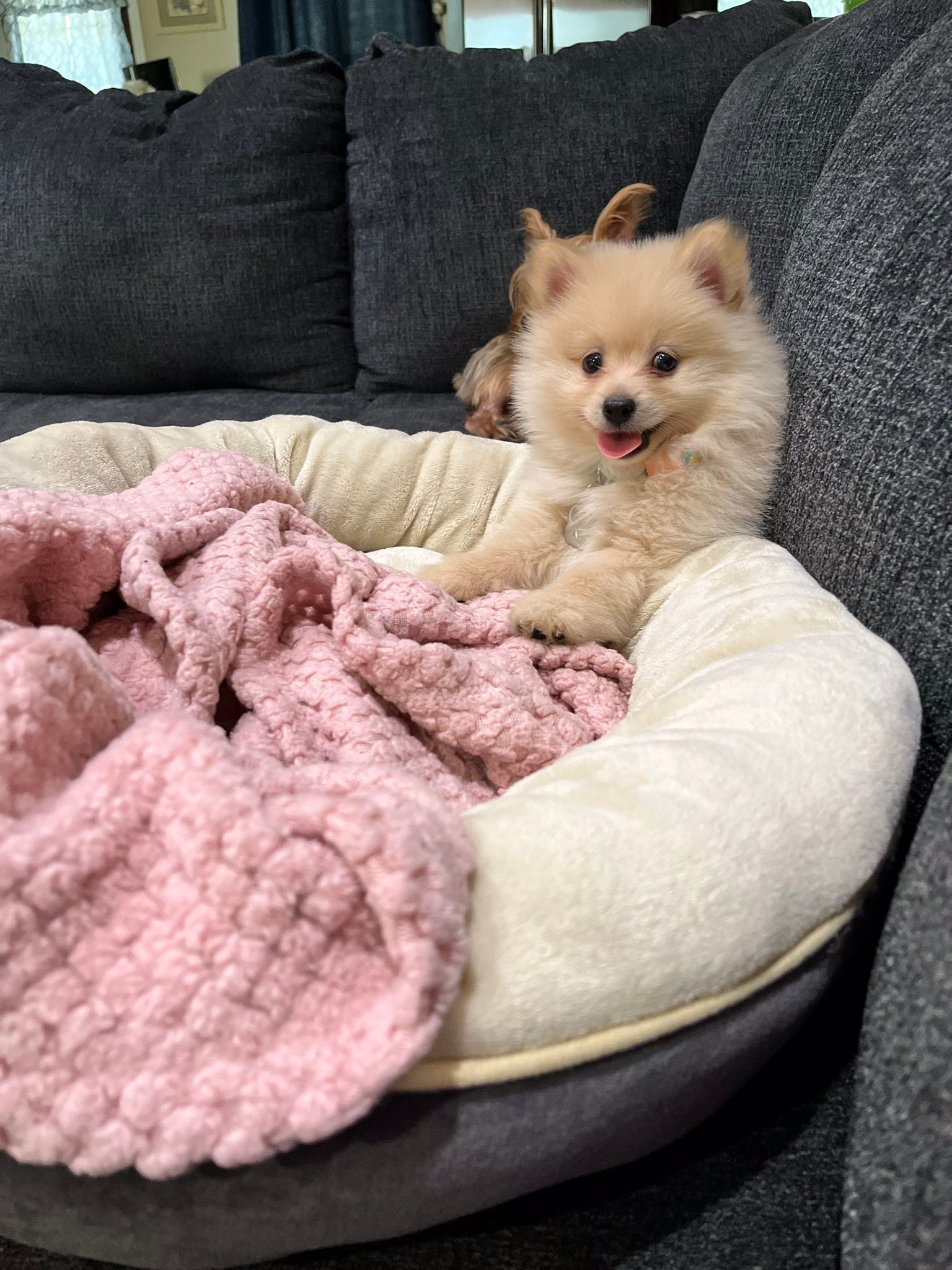 Meet Finley - Blogs & Forums