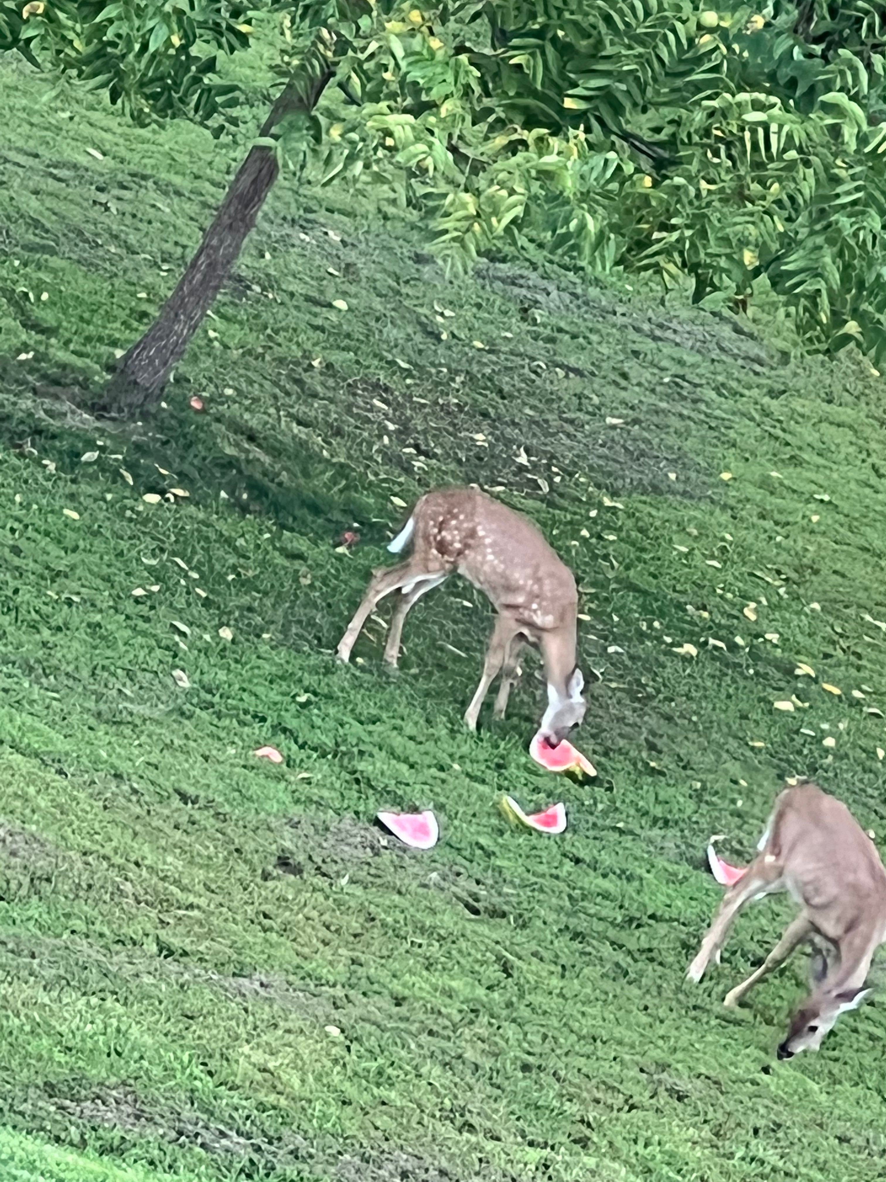 Deer love watermelon 🍉 - Blogs & Forums