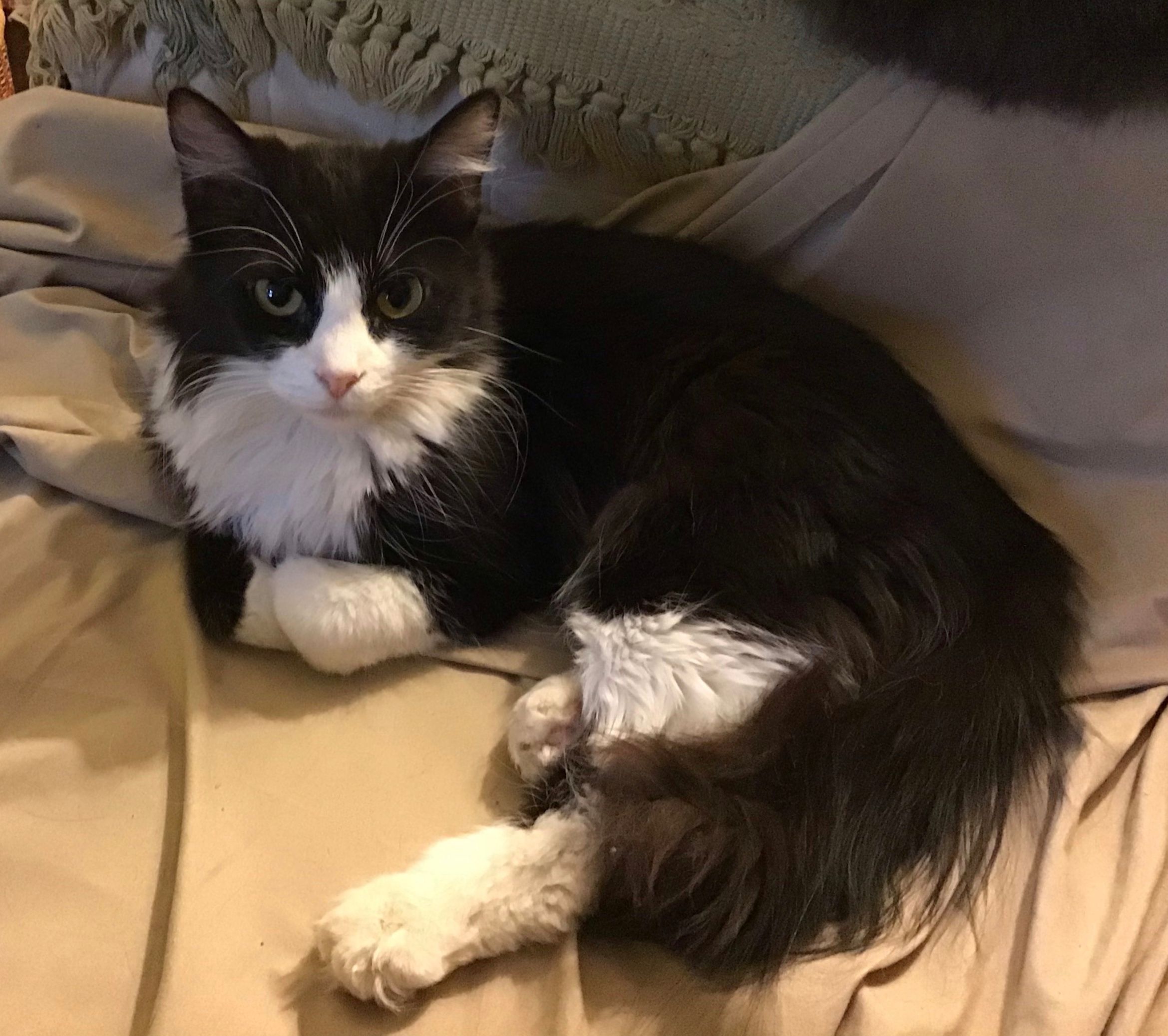 STAPLEDON THE CAT AT EXETER CATHEDRAL - Blogs & Forums