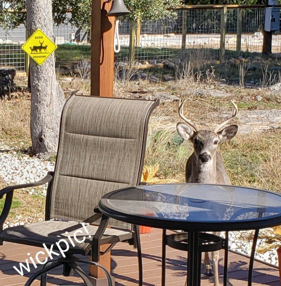 DEER Tuesday 01/10/2023 - Blogs & Forums