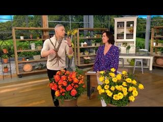 Cottage Farms Knockout Rose, never again - Blogs & Forums