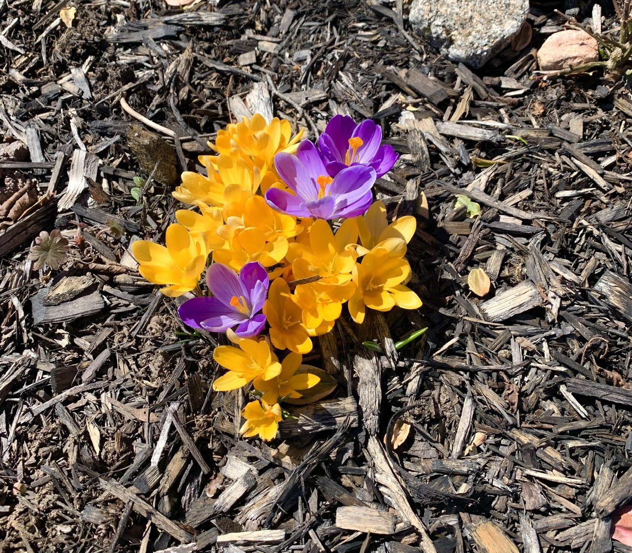 The bees have Spring Fever! - Blogs & Forums