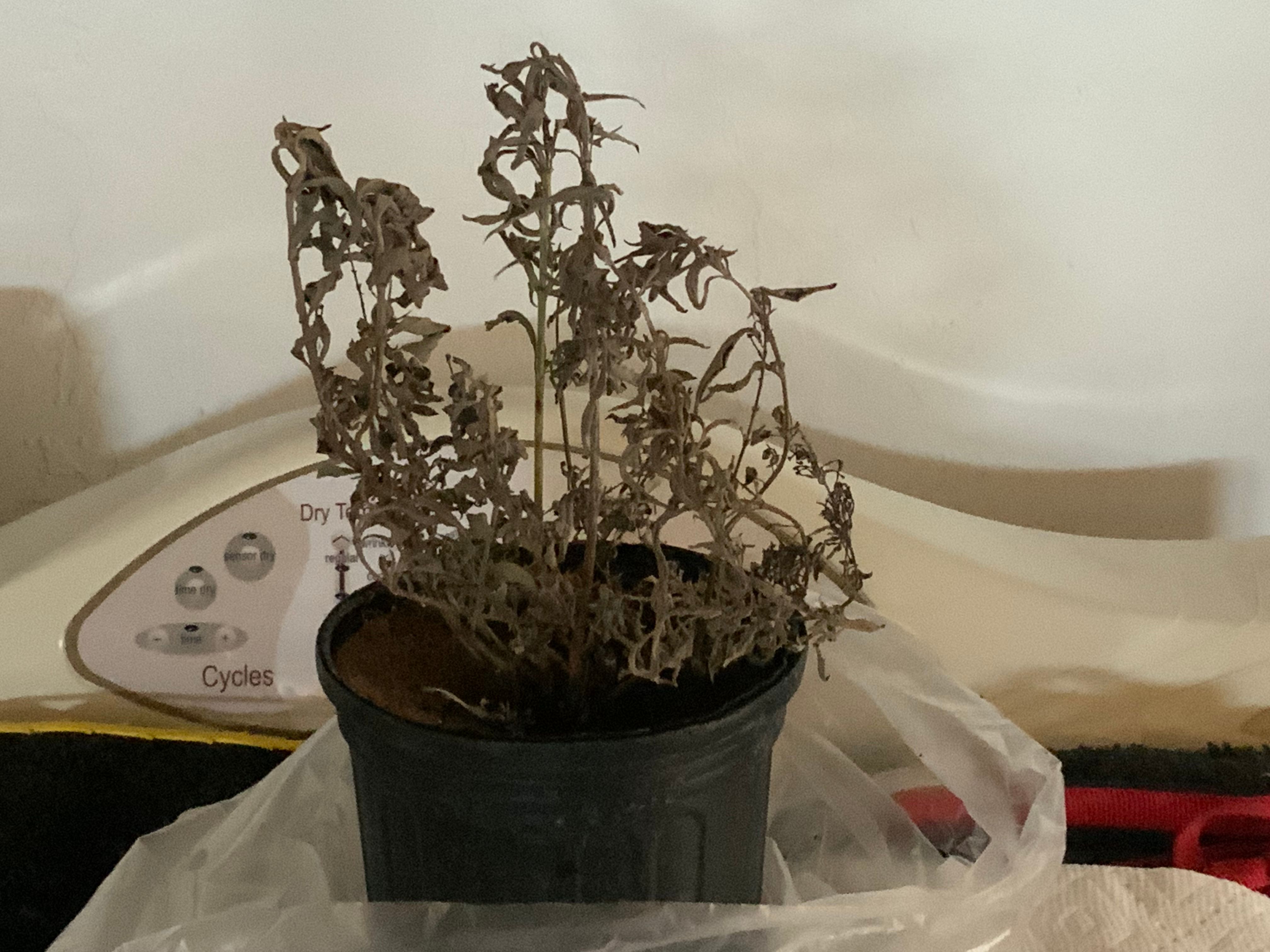 M89849 Phillip Watson Designs, 1 pc. 2n1 Buzz But... - Blogs & Forums