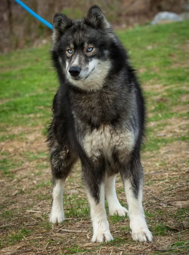 Agouti Wooly coated Siberian Husky - Blogs & Forums