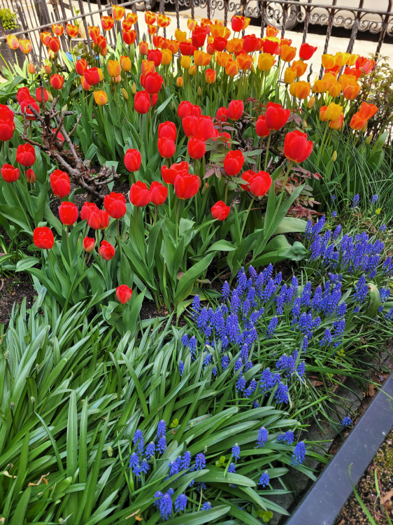 TULIPS AND GRAPE HYACINTHS - Blogs & Forums