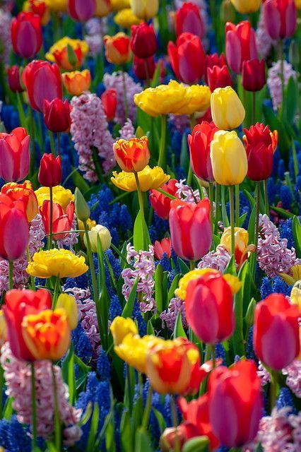 MARCH INTO SPRING - Page 398 - Blogs & Forums