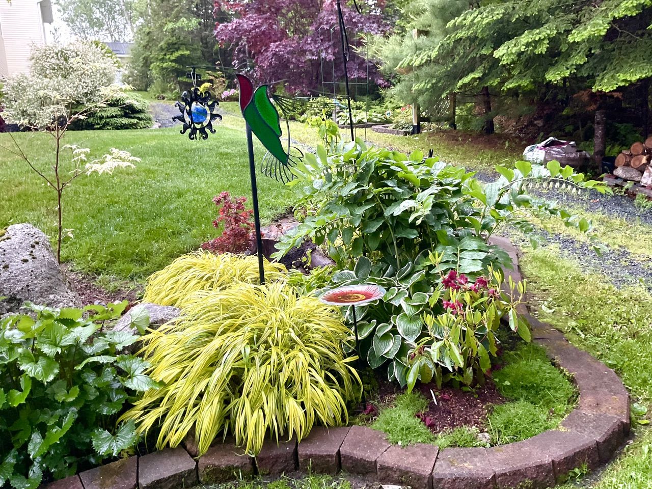 Garden Pics after the rain - Blogs & Forums
