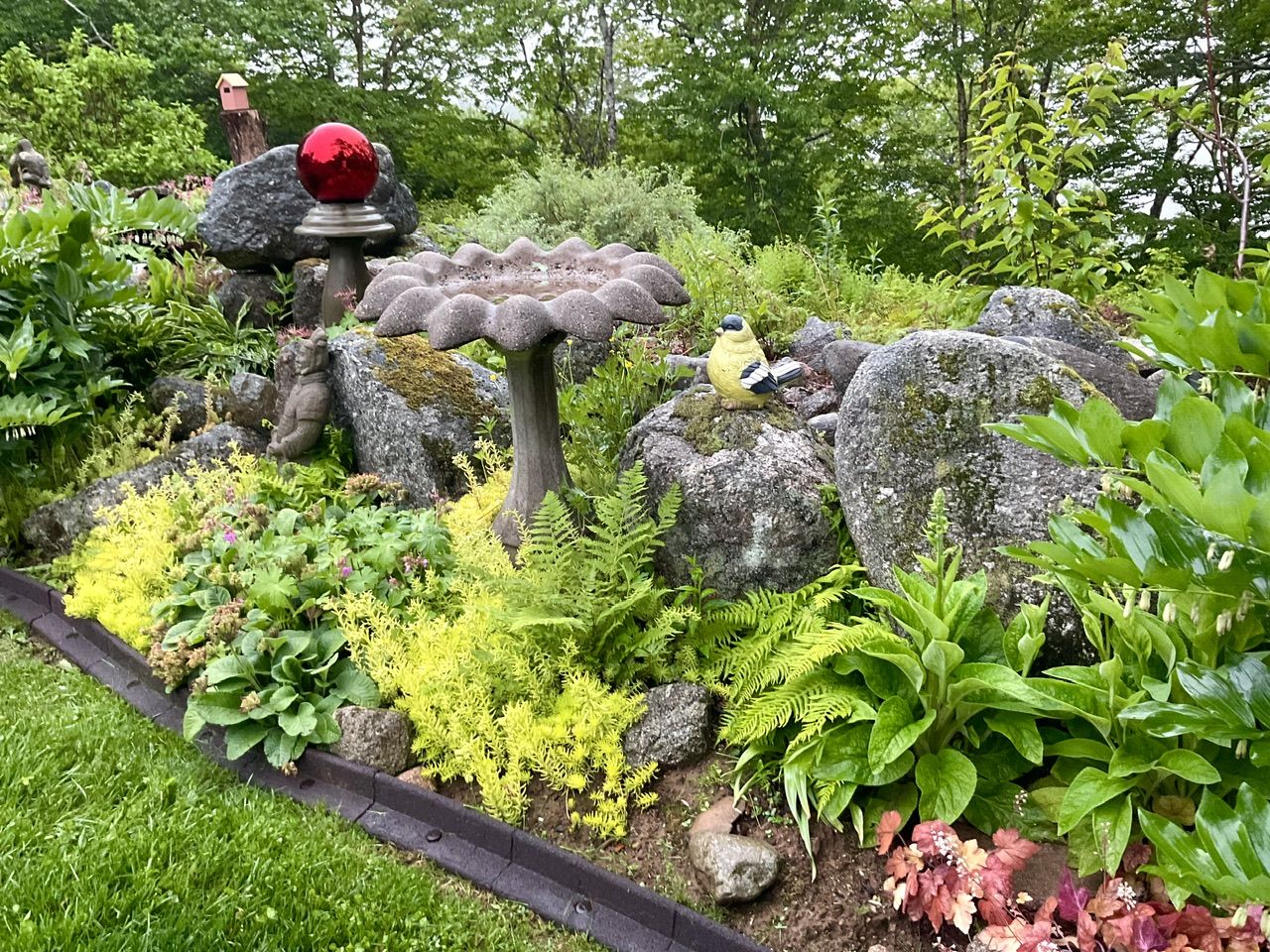 Garden Pics after the rain - Blogs & Forums