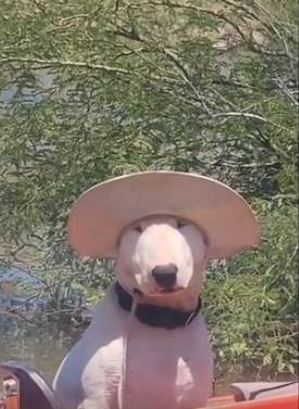 Hurry Up Hooman! This Doggo is Ready to Go Fishing... - Blogs & Forums