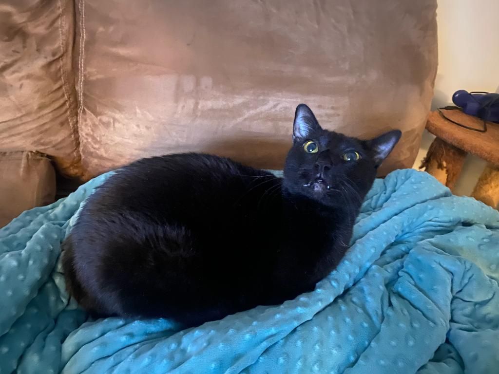 IT'S ADOPT-A-HUMAN MONTH - Blogs & Forums