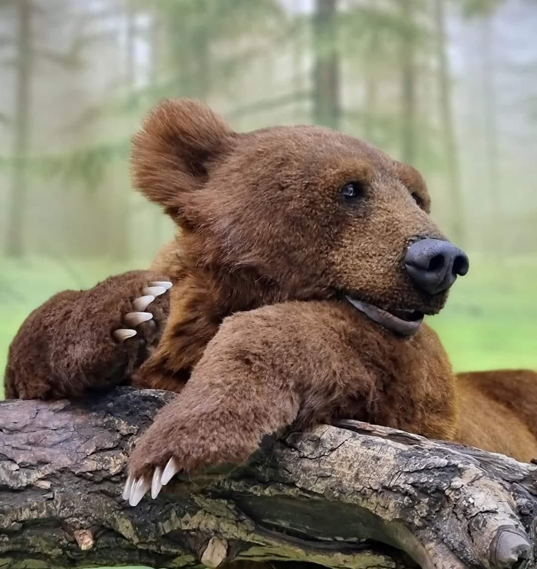 Beautiful Nails - Blogs & Forums