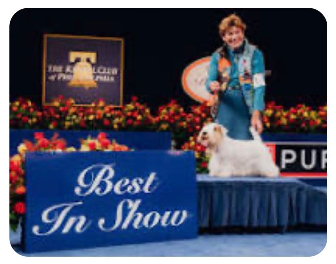 National Dog Show - Page 2 - Blogs & Forums