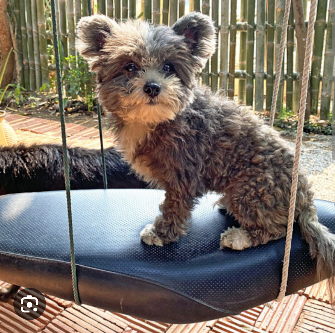 Dog Or Teddy Bear? - Blogs & Forums