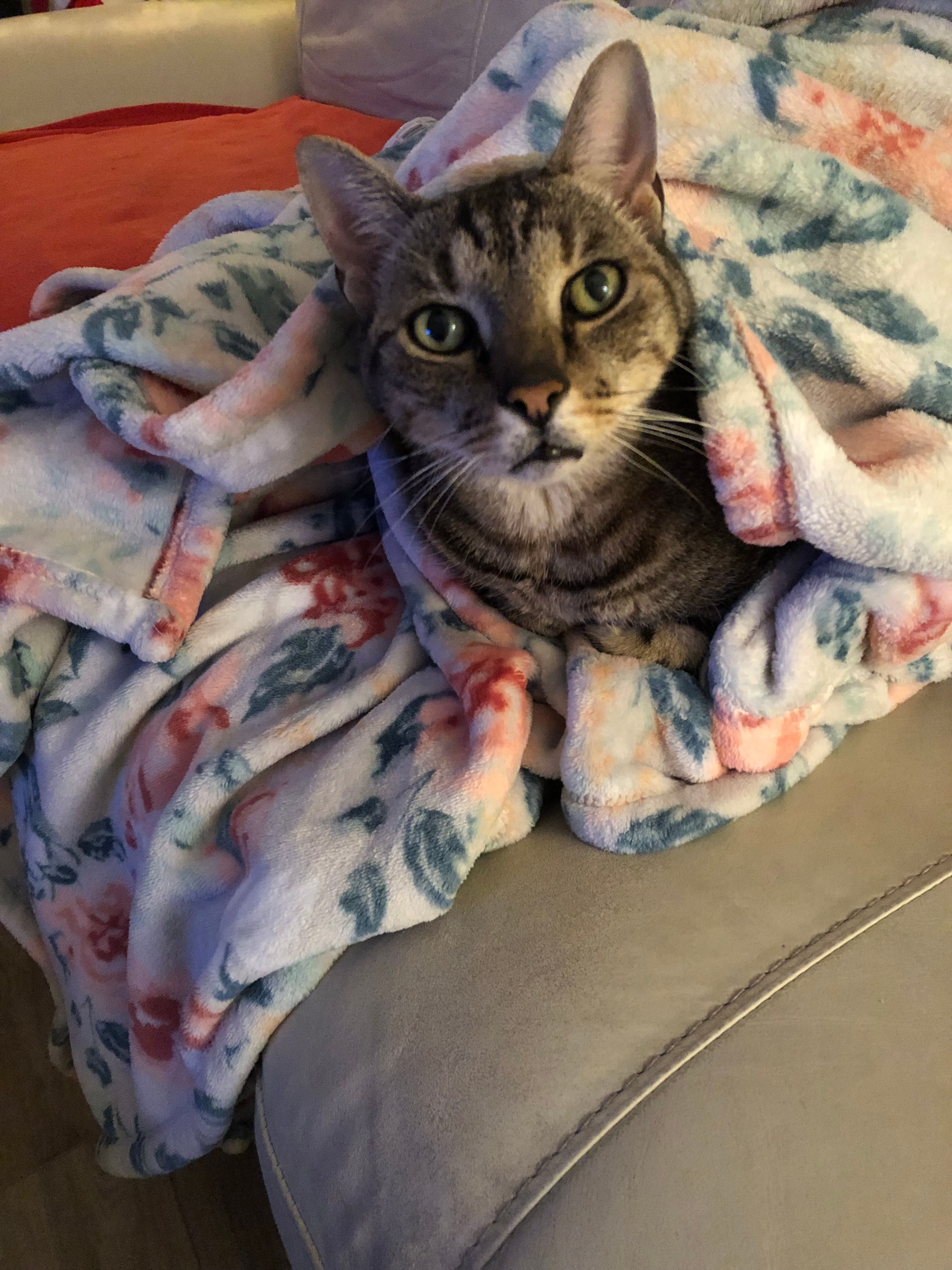 One spoiled kitty🙀😻 - Blogs & Forums