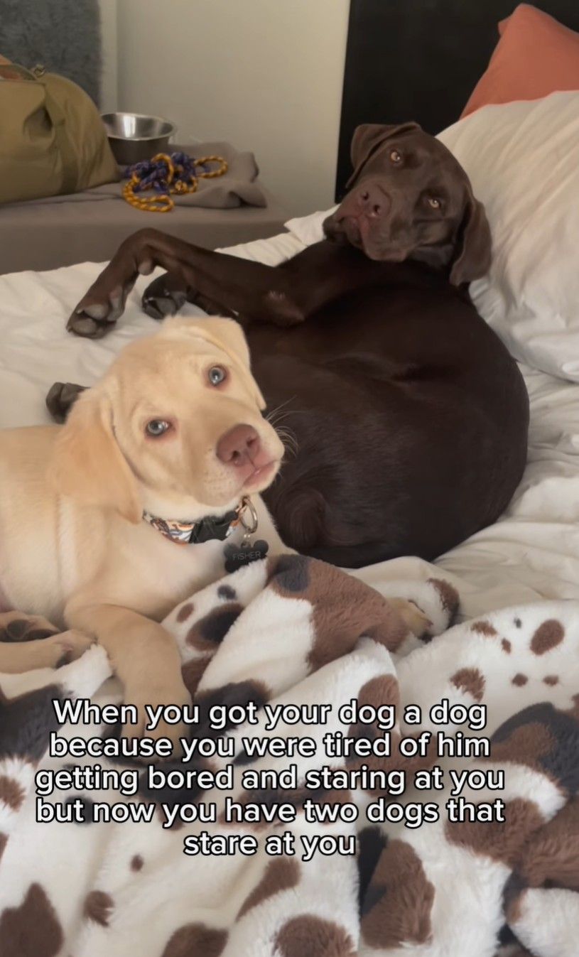 When You Got Your Dog a Dog - Blogs & Forums