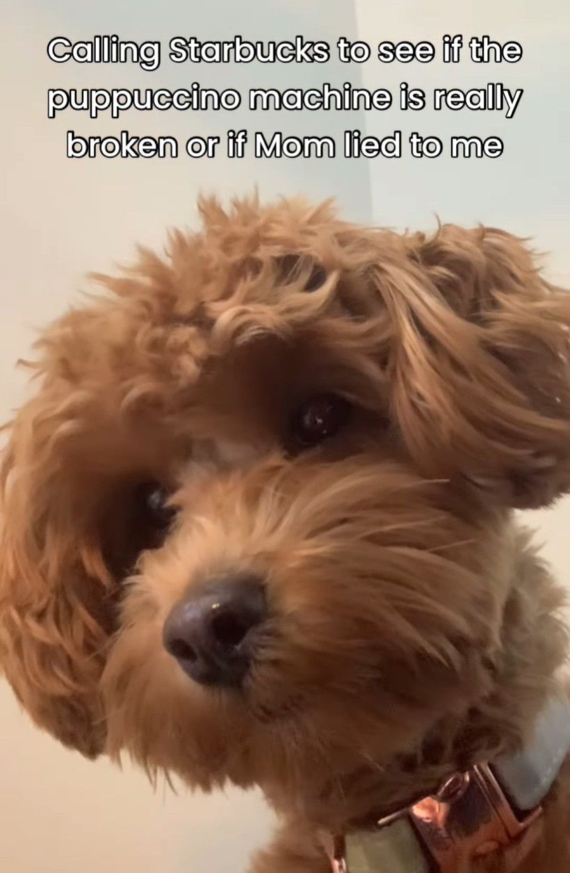 Pup Cups - Blogs & Forums