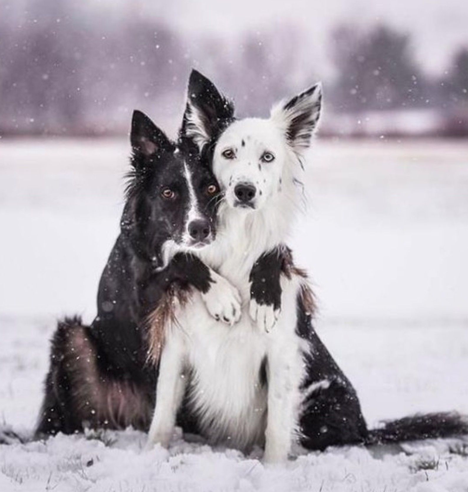 Have You Ever Gotten Your Dogs to Pose Like This? - Blogs & Forums