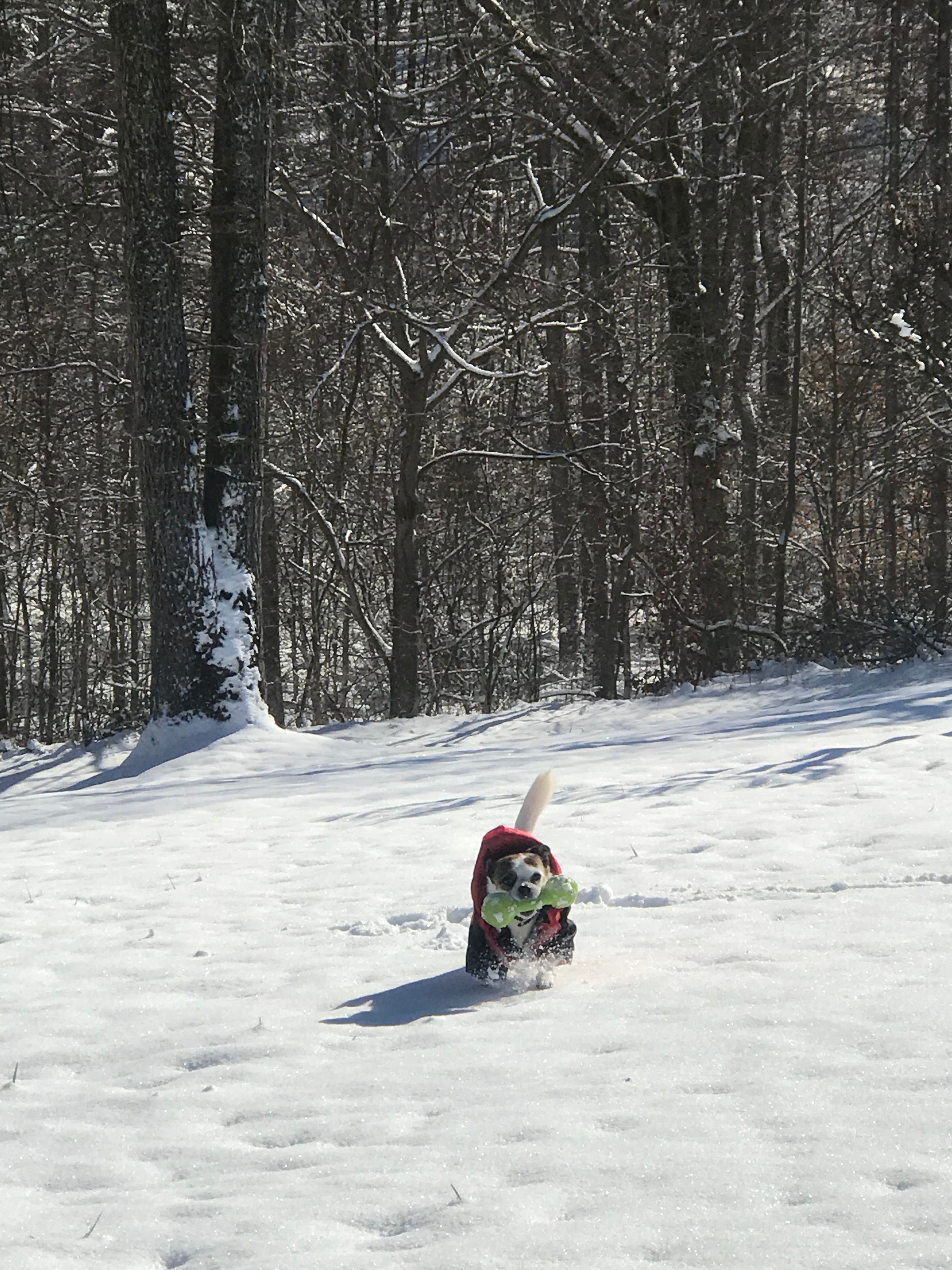 Snow Day!!! - Blogs & Forums