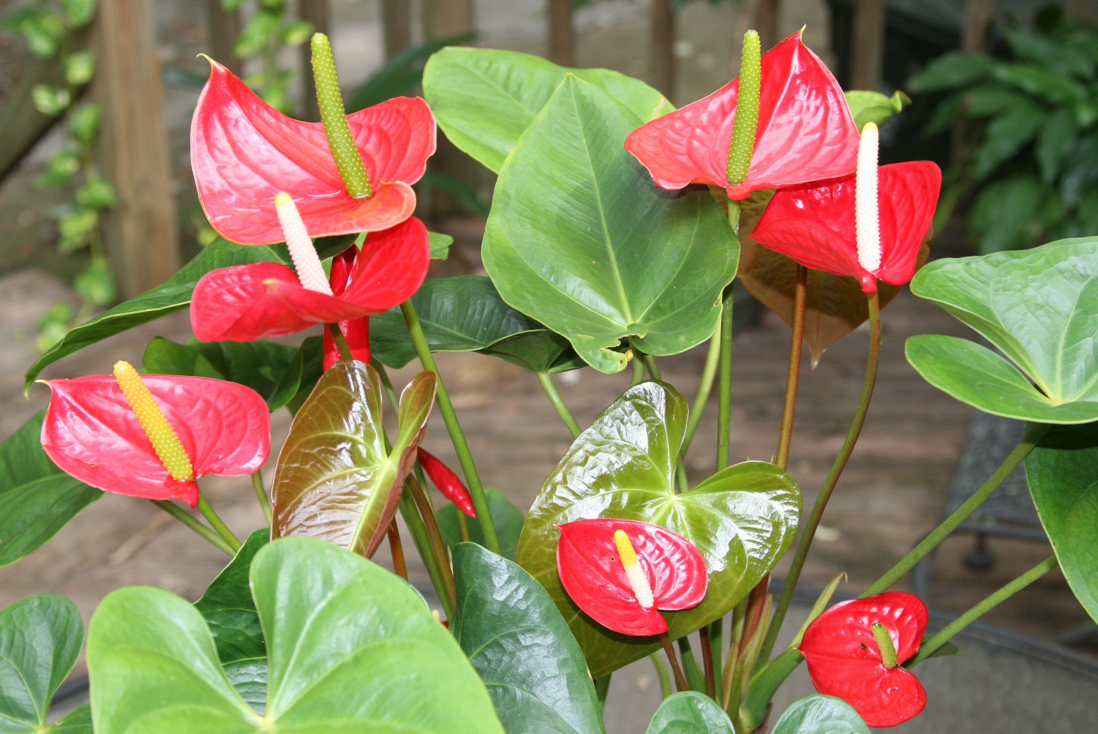 Red Anthurium Plants - Blogs & Forums