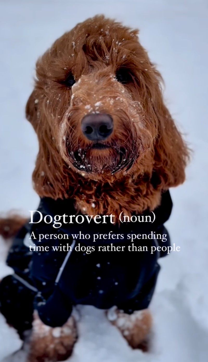 Dogtrovert - Blogs & Forums