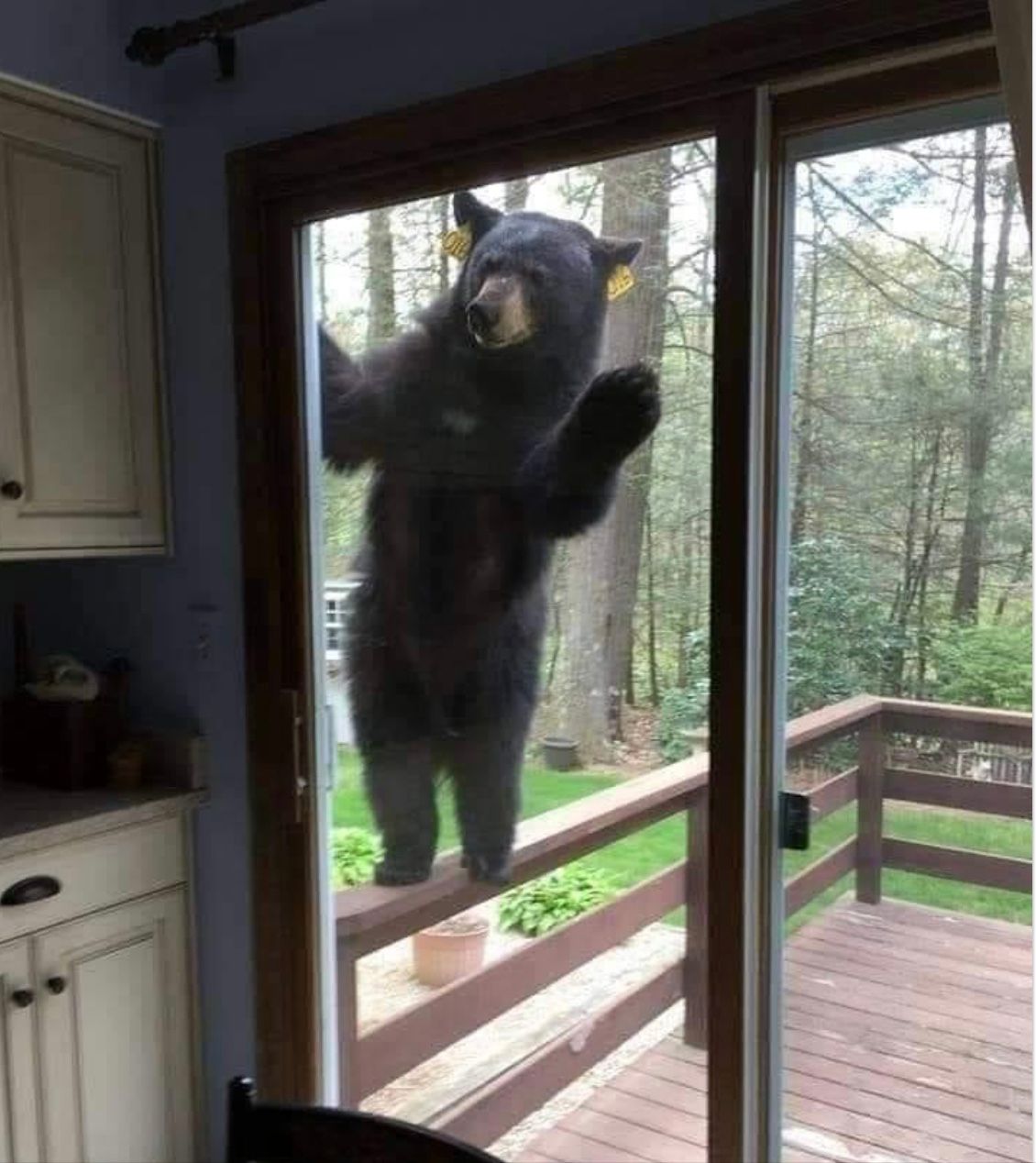 Beary Interesting - Blogs & Forums