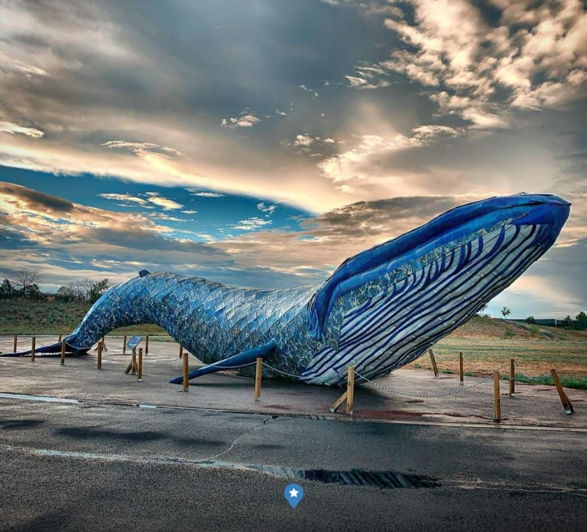 Beached Whale - Blogs & Forums