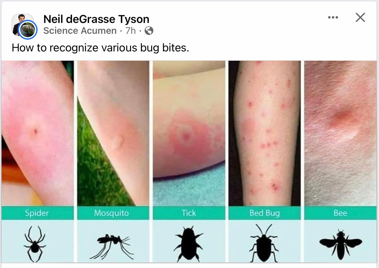 Identifying Bug Bites - Blogs & Forums