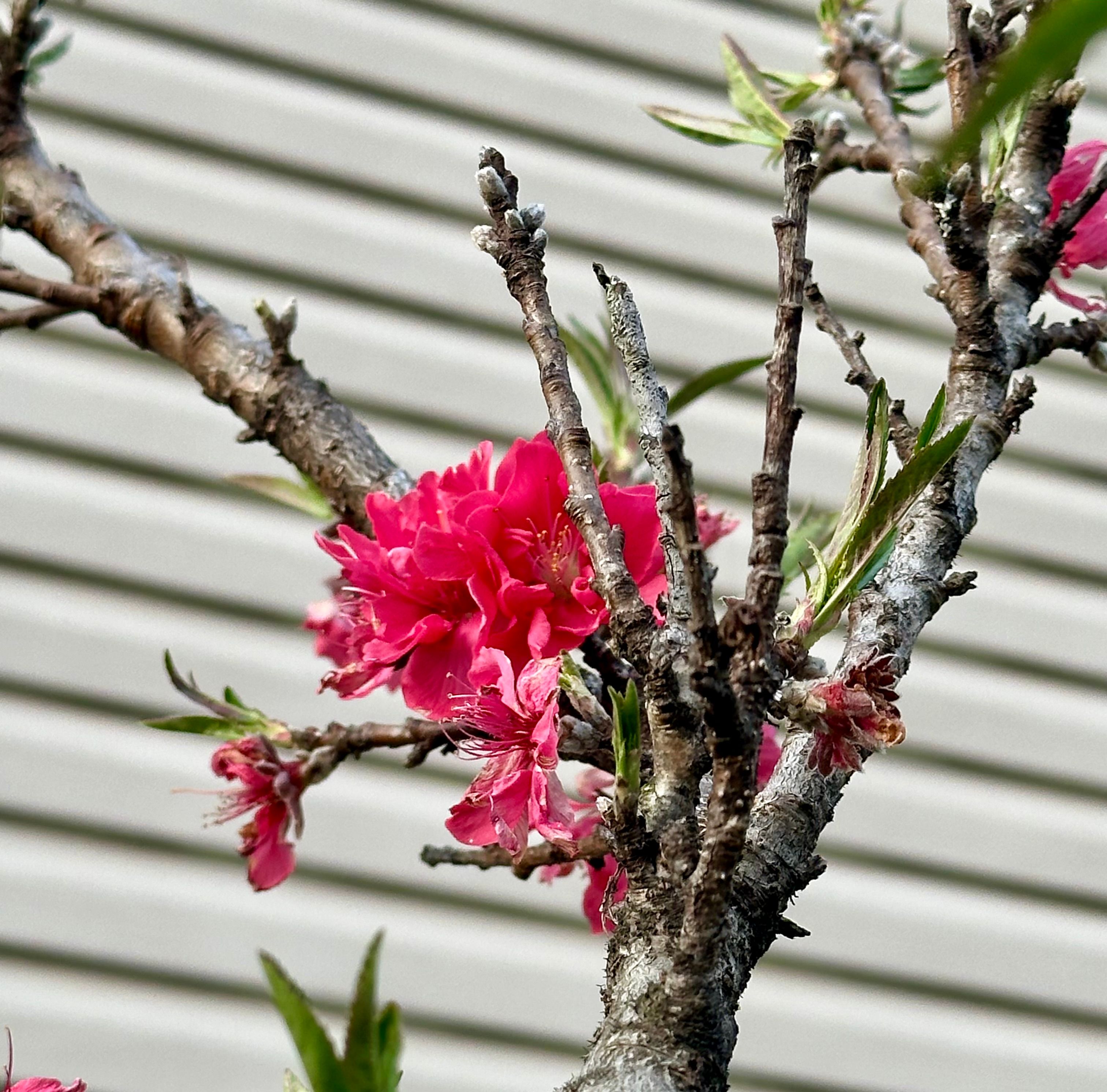 Spring Blossoms - Blogs & Forums