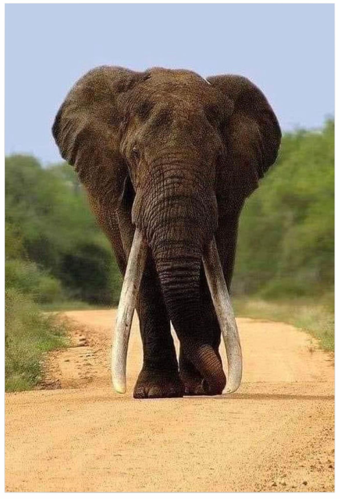 Elephants Using QVC Sizing - Blogs & Forums