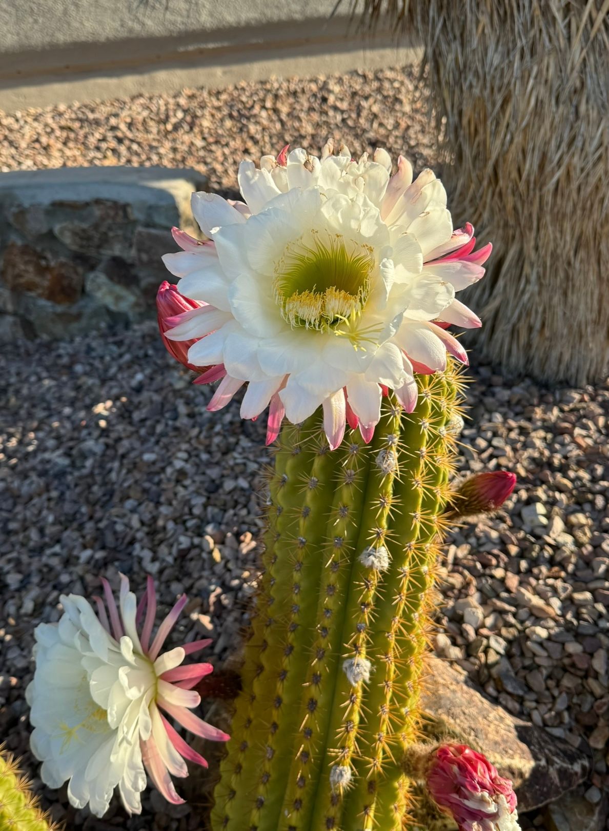 First Bloom of the Season - Blogs & Forums