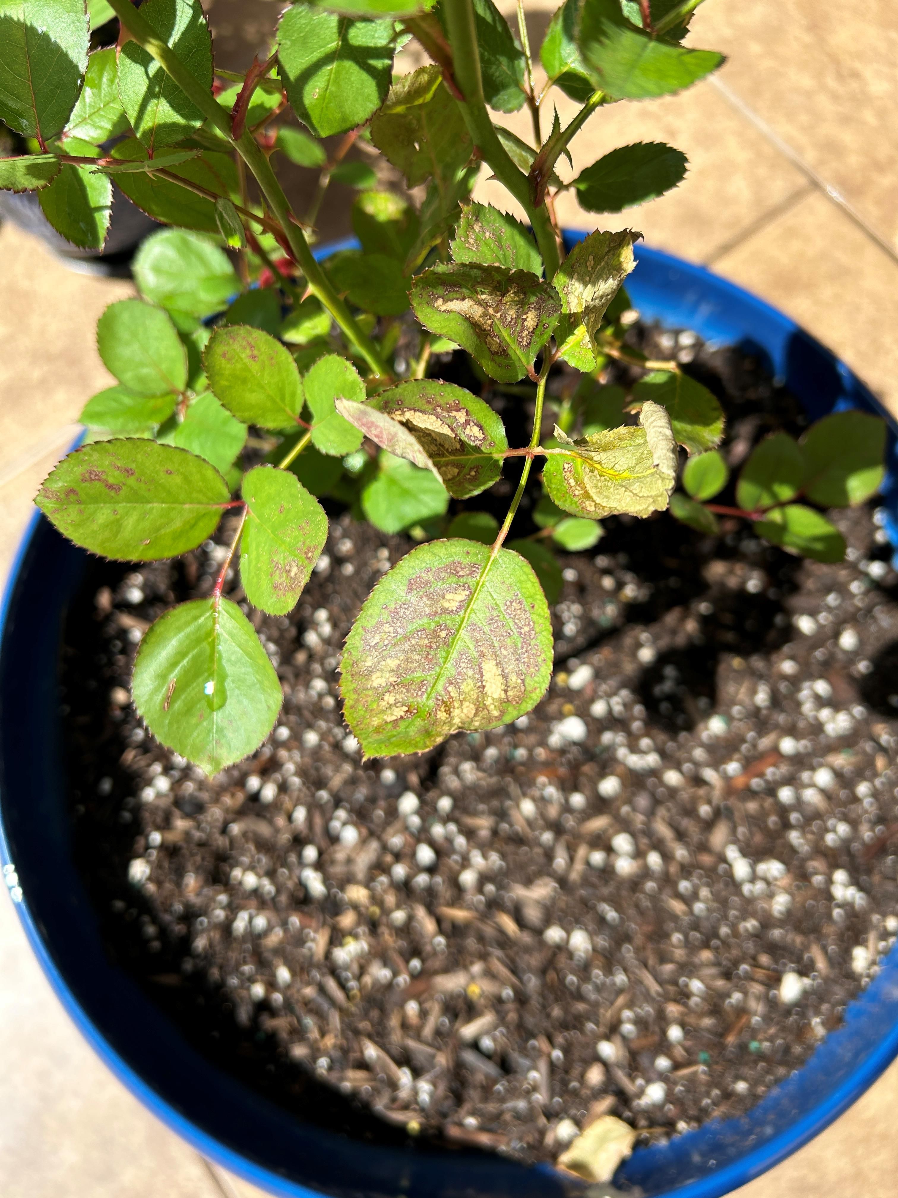 Scentables Roses: is this black spot? - Page 2 - Blogs & Forums