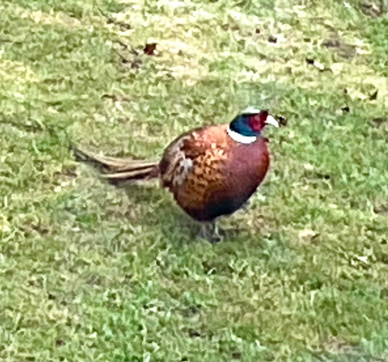 Backyard visitors - Page 2 - Blogs & Forums