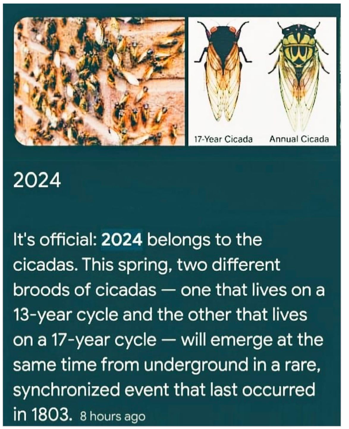 Cicada Storm - Blogs & Forums