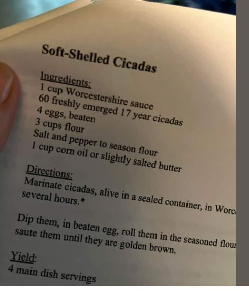 Cicada Storm - Blogs & Forums