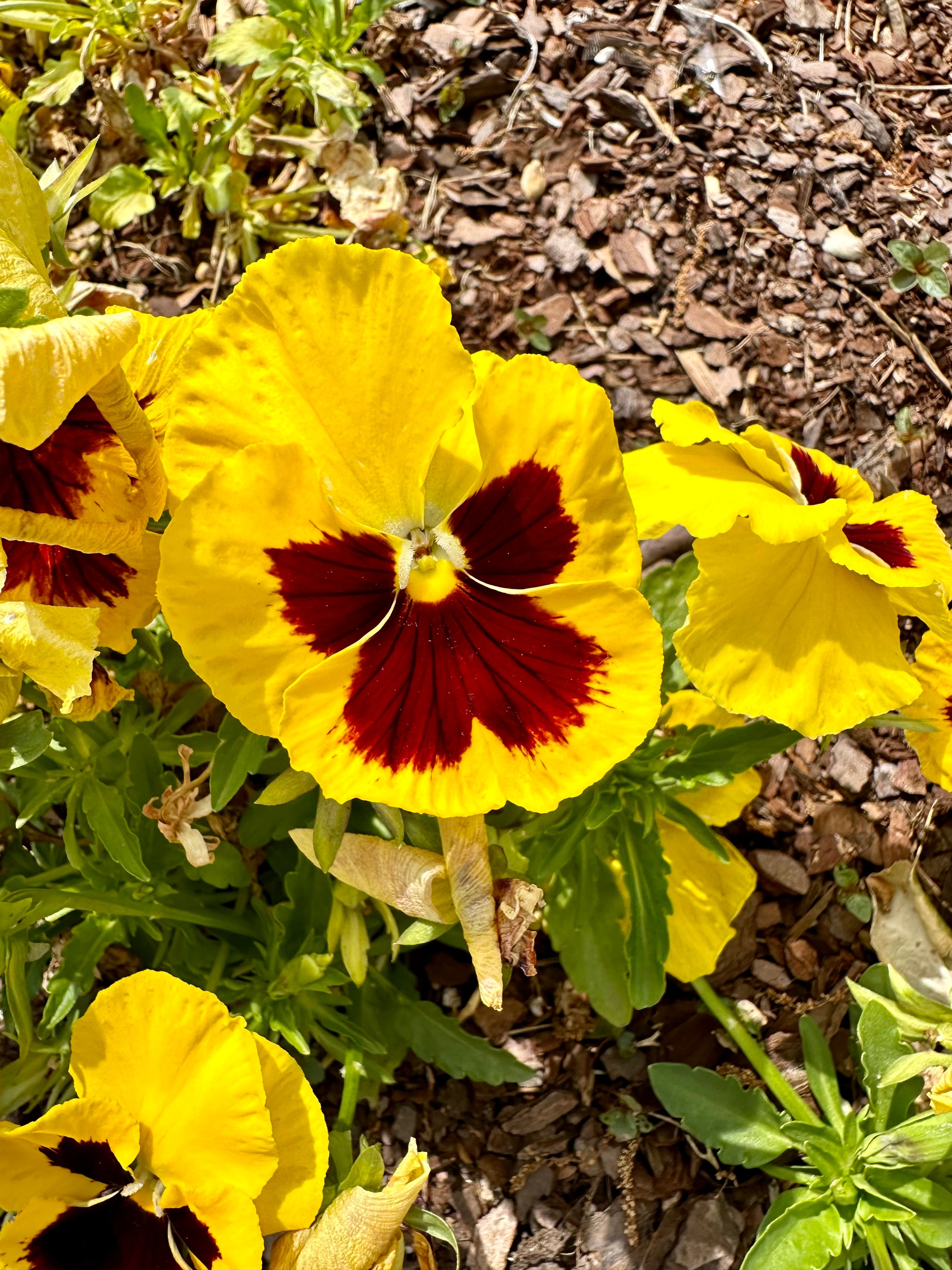 Yellow Splotch Pansies - Blogs & Forums