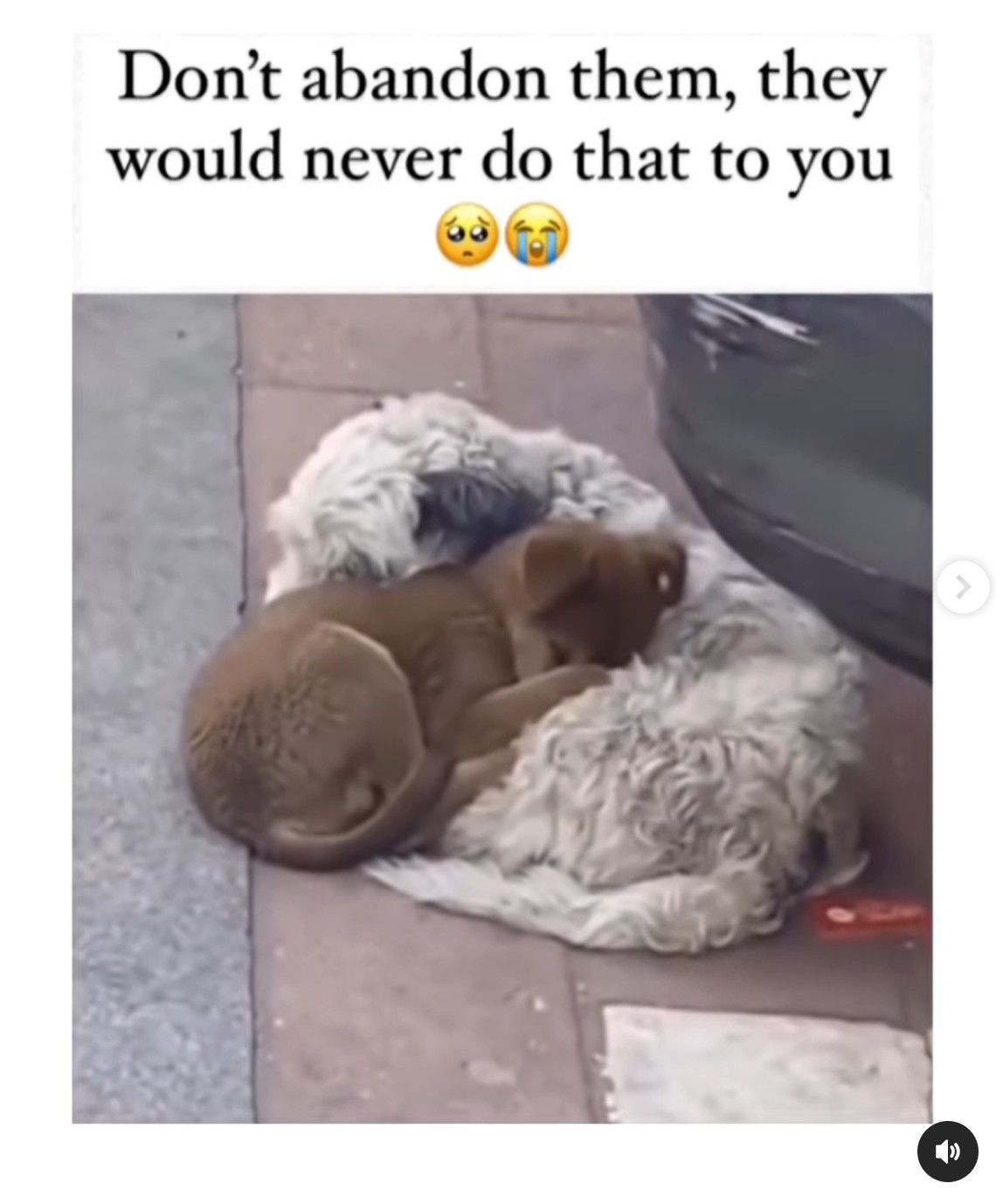 Don't Abandom Them - Blogs & Forums