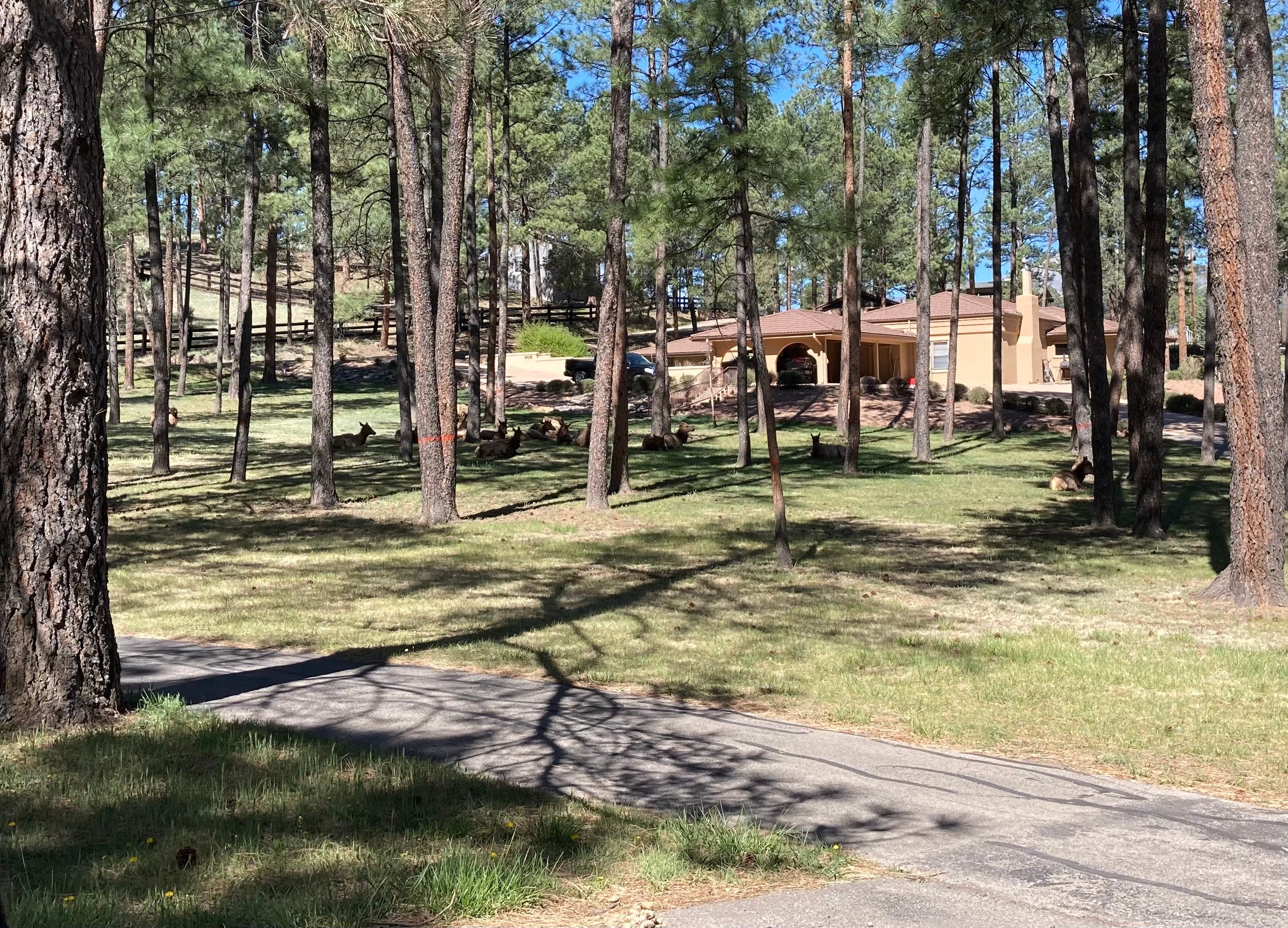 Elk Path? - Blogs & Forums