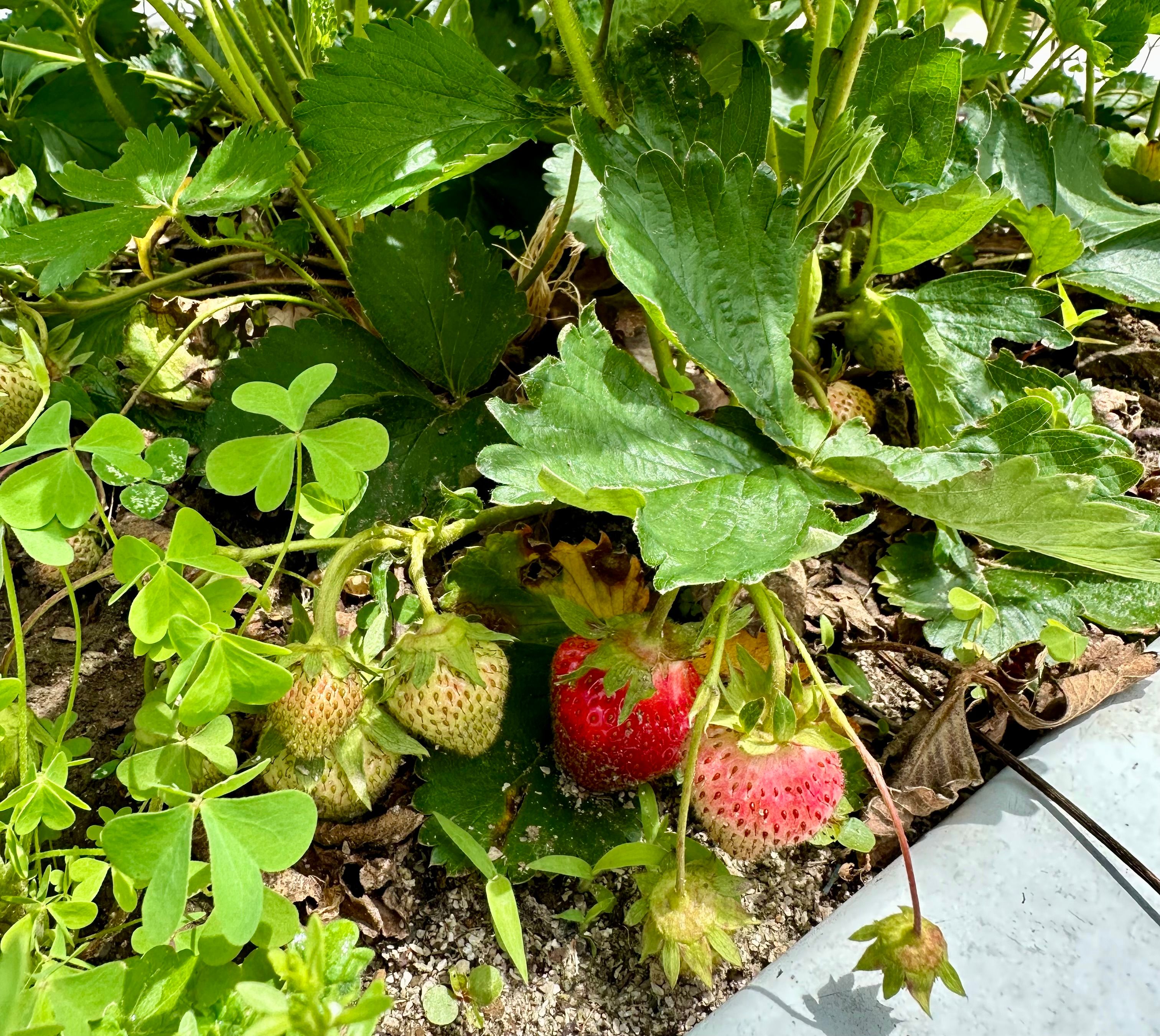 Fresh Garden STRAWBERRIES Are Here!🍓🍓🍓 - Page 2 - Blogs & Forums