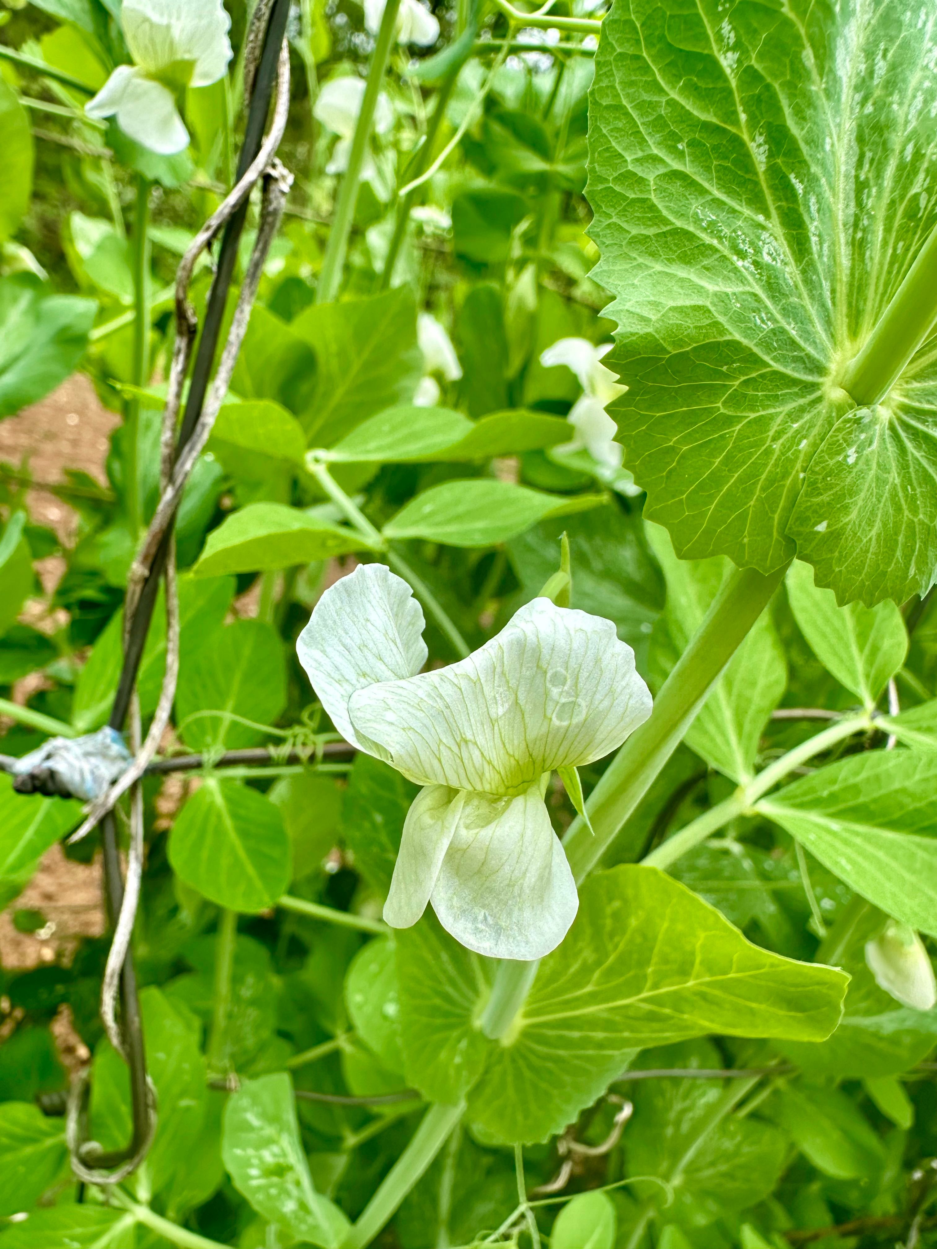 Sweet Spring Peas - Blogs & Forums