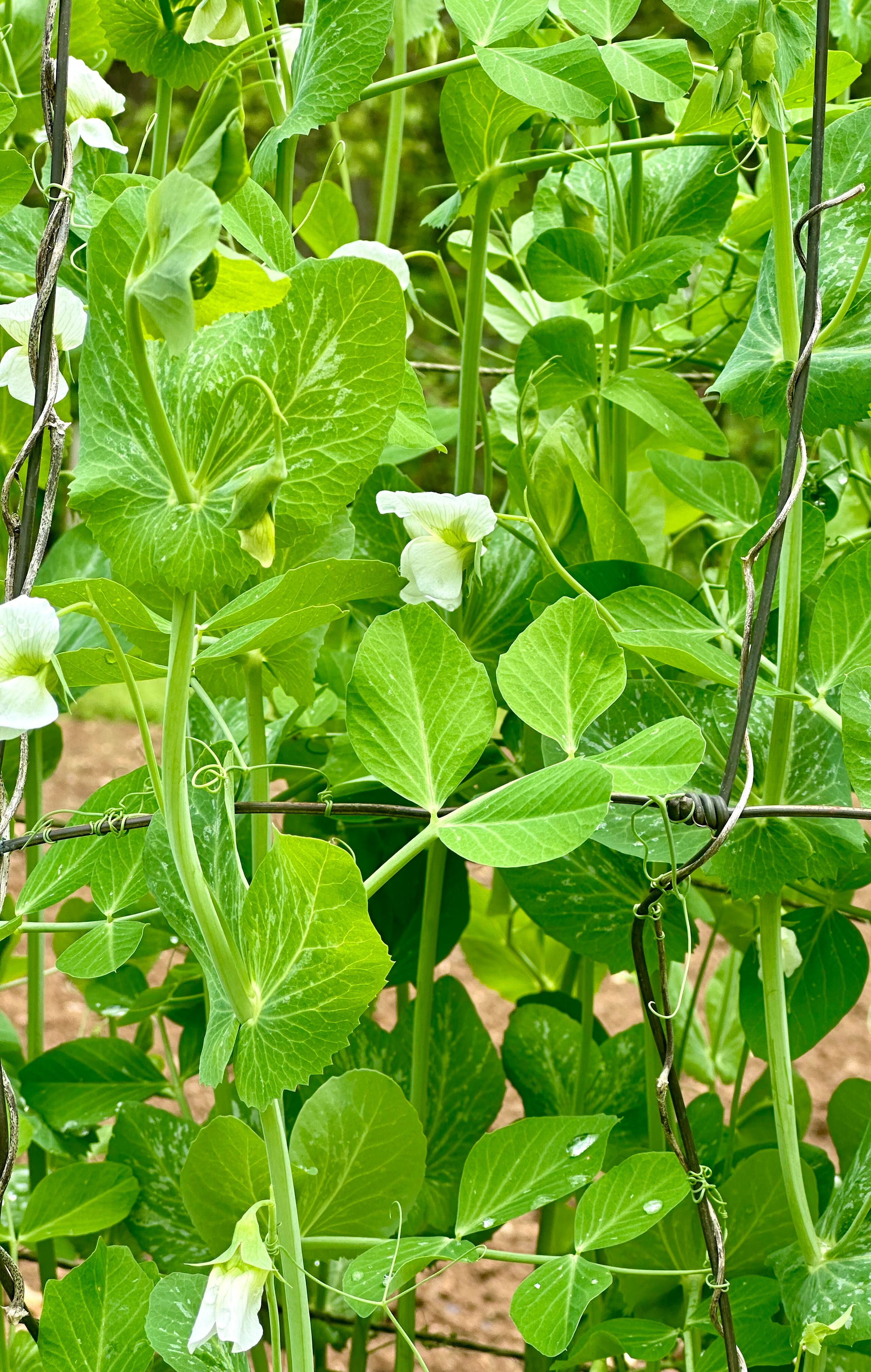 Sweet Spring Peas - Blogs & Forums