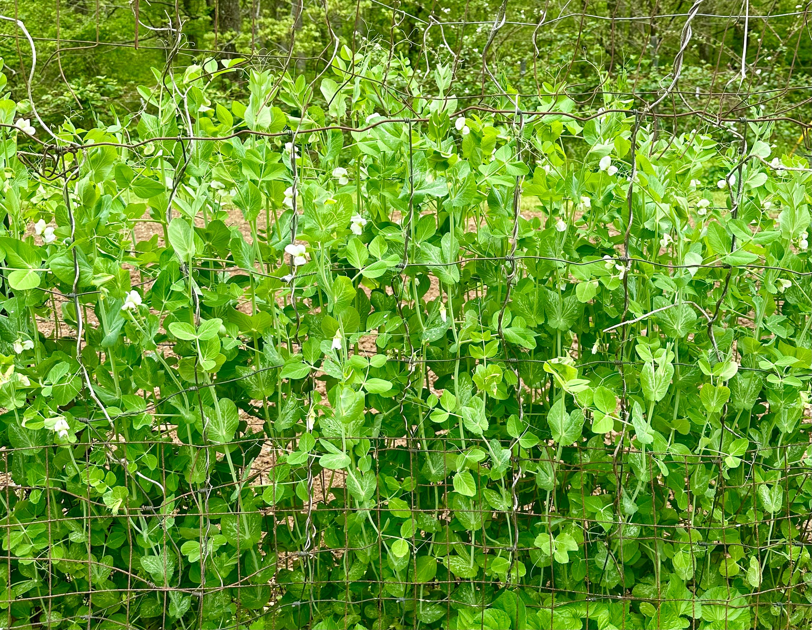 Sweet Spring Peas - Blogs & Forums